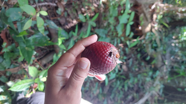 Brinquedos de Miriti: Artesanato da Floresta que Encanta o Mundo - CRAB ...